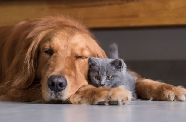 Signo dos Pets: entenda como funciona a Astrologia no mundo animal ...