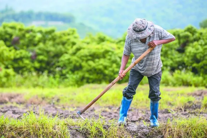 CMN reajusta preços mínimos para a agricultura familiar - Gazeta de Alagoas