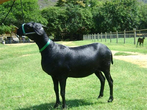 Nacional da raça Santa Inês retorna a Alagoas - Gazeta de Alagoas